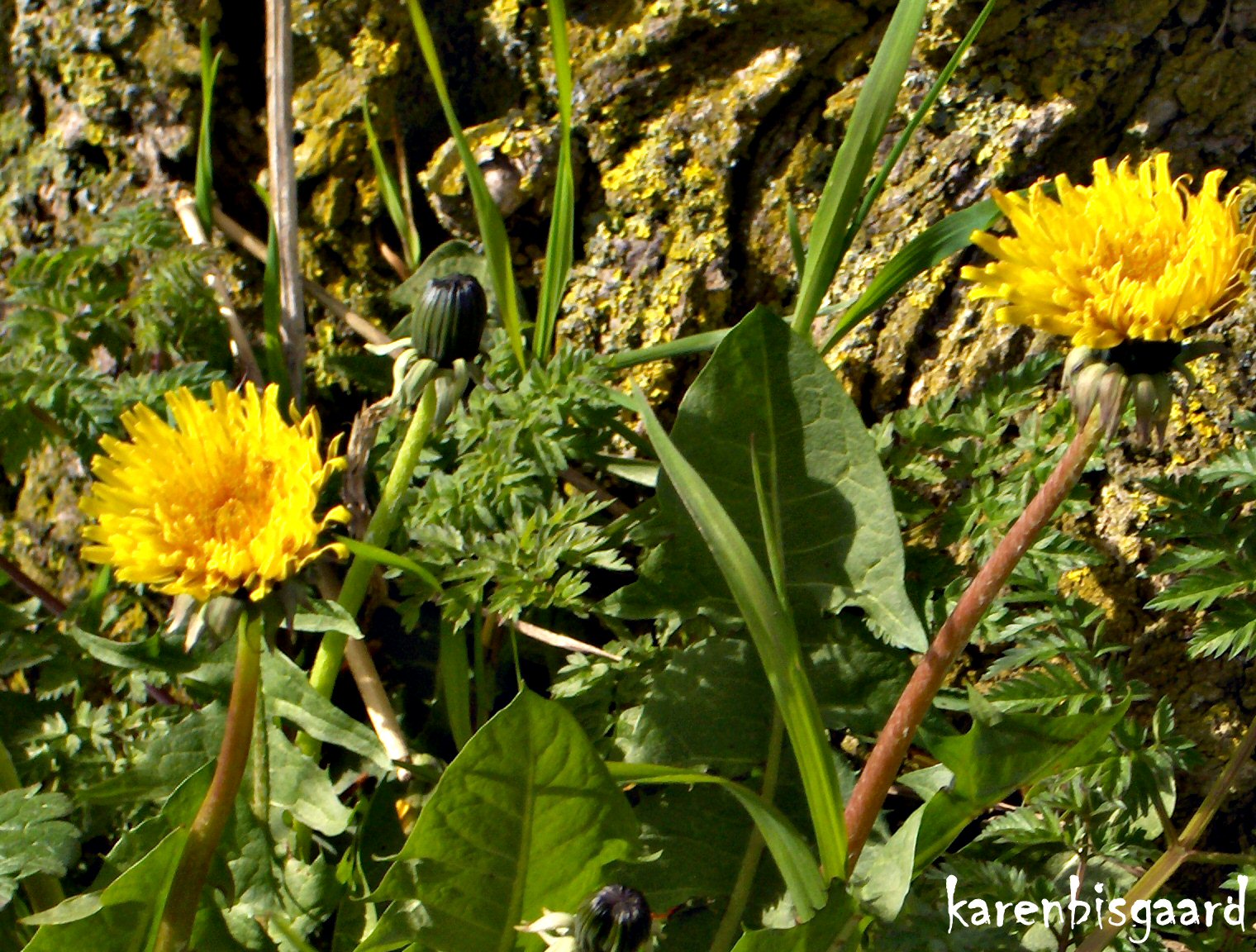 Karen`s Nature Photography: Dandelion Flowers In Front of Big Tree.