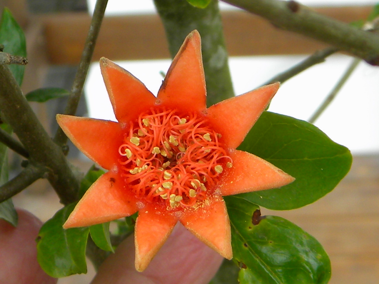 Quintal: retornando ao blog