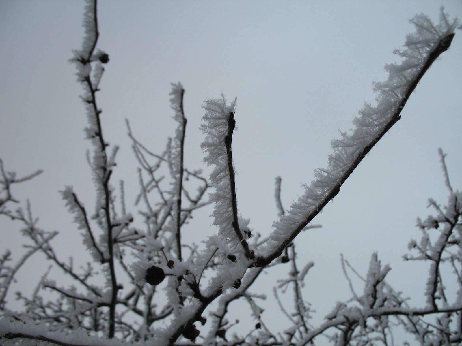 Hoar Frost and Learning Guy-Speak – Jottings from Jennifer