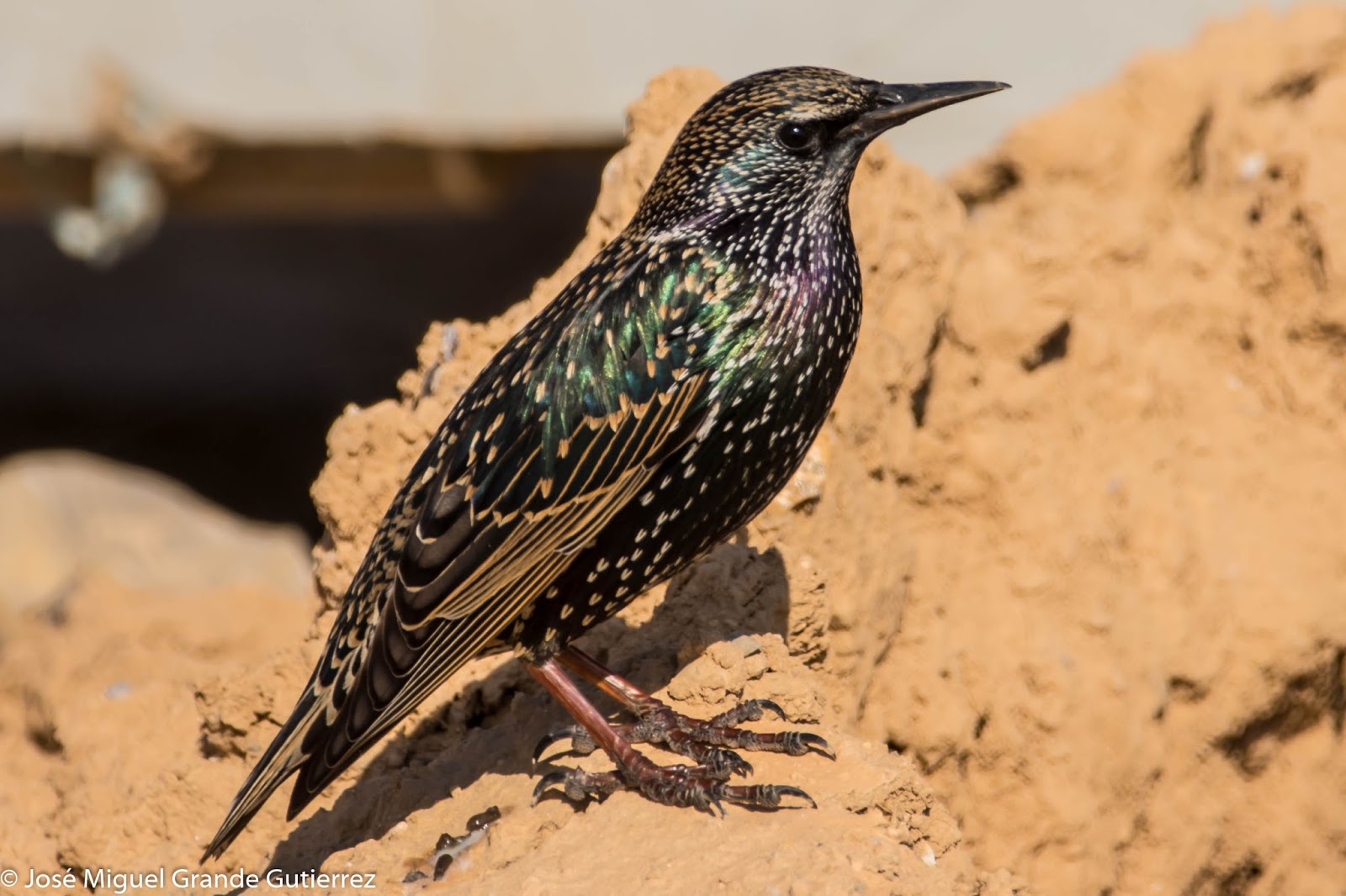 AVES DEL CIELO - BIRDS OF HEAVEN: Estornino pinto (Sturnus vulgaris ...