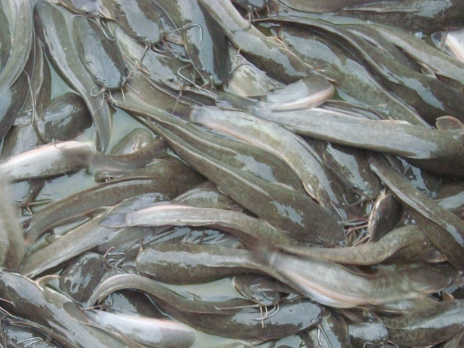 Cara Mengatasi Penyakit Pada Usaha Budidaya Ikan Lele - Cara Budidaya Ikan