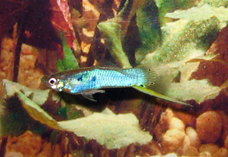 Swordtail Guppies: Asian Blau Japan Blue Swordtails