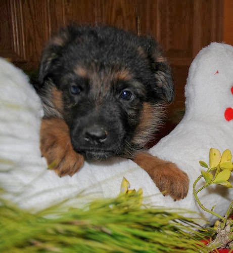 German Shepherd Puppy Female 8 Weeks Old - $600 | Puppies For Sale