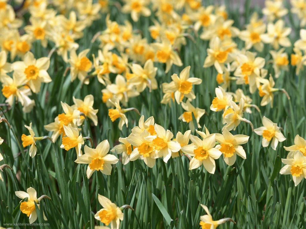 NERGİS ÇİÇEĞİ RESİMLERİ NERGİS RESİMLERİ-Manzaralar