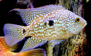 Ciclidos Americanos: Herichthys carpintis
