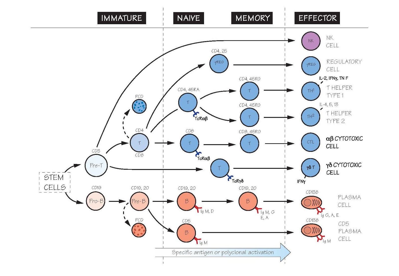 Lymphocytes - pediagenosis