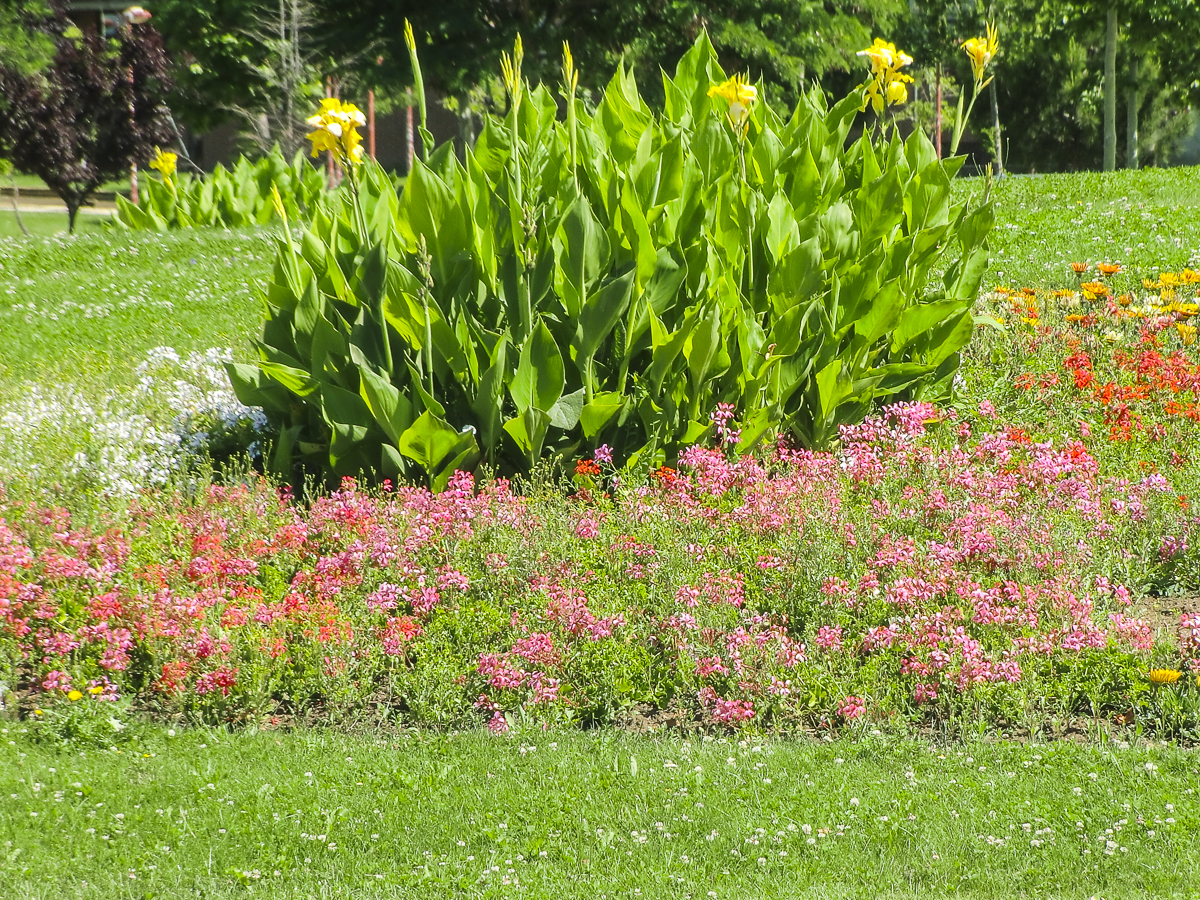 Plantas de Huerta Otea, Salamanca: Achira, capacho (Canna indica)