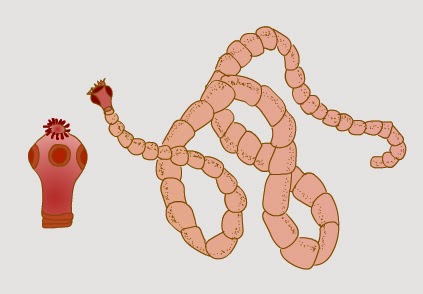 Blog Naturales 1º ESO - IES Isidra de Guzmán: 2014