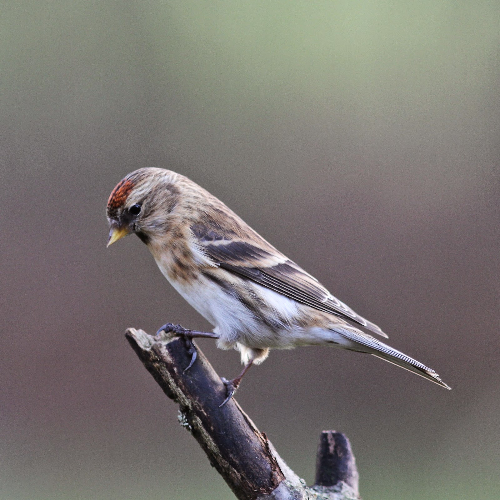 TrogTrogBlog: Bird of the week - Lesser redpoll