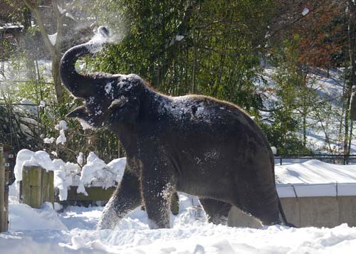 An Elephant a Day: Elephant No. 85: Snow Footprints