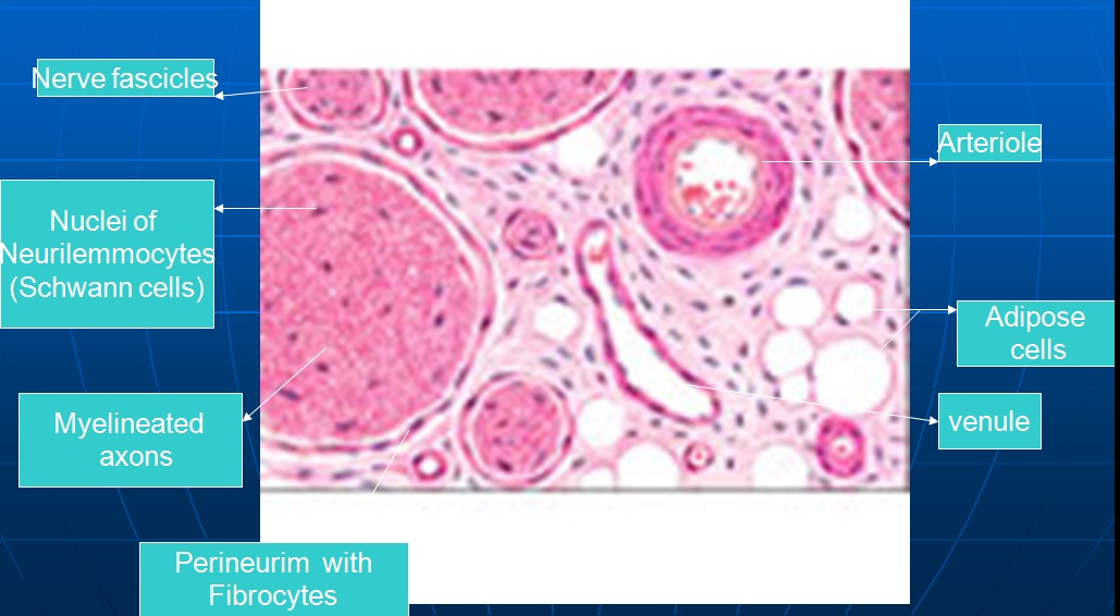 Medical Learner: Histology (Nervous Tissue) (1st year)
