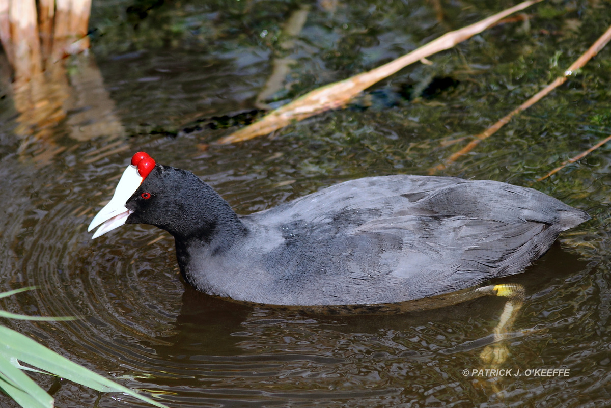 Raw Birds: RED KNOBBED COOT [Adult] (Fulica cristata) Albufera Marsh ...