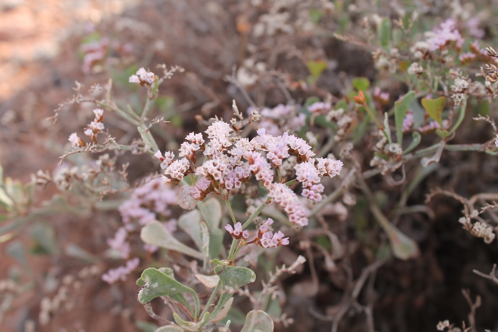 Limonium pectinatum O. Kuntsze. Siempreviva de mar.