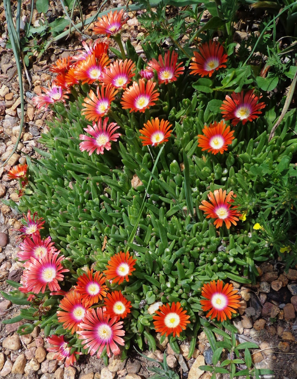 Prairiebreak: From A to Z (An alphabetarium of plants blooming on May ...