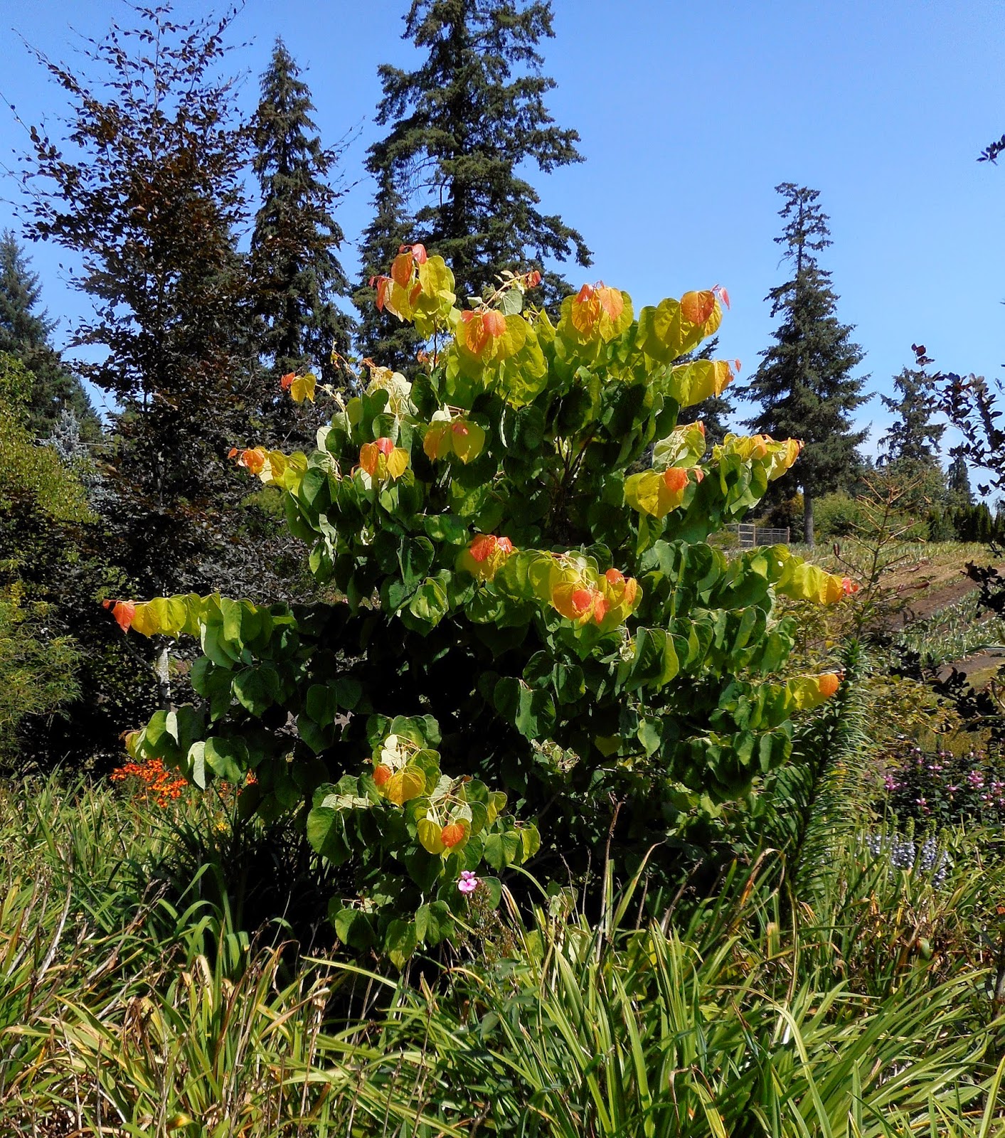 Gardening With Grace: Garden Tour: Sebright Gardens