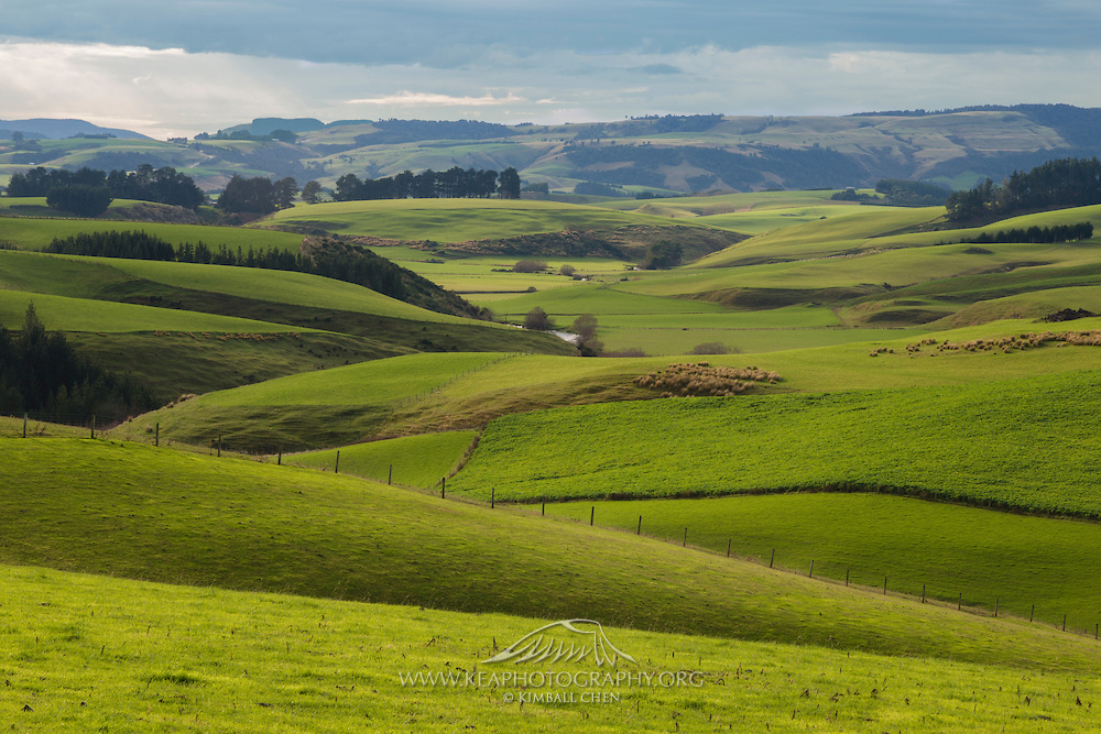 Eaton Rapids Joe: New Zealand Milking Parlors