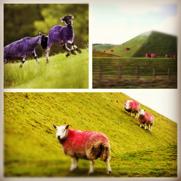 Fergie & Fife: Art in All Places- The Sheep of the M8 Pyramids