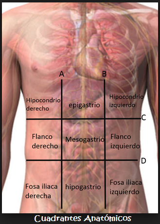 Sistema Digestivo en el hombre - Banco de Preguntas de Biología
