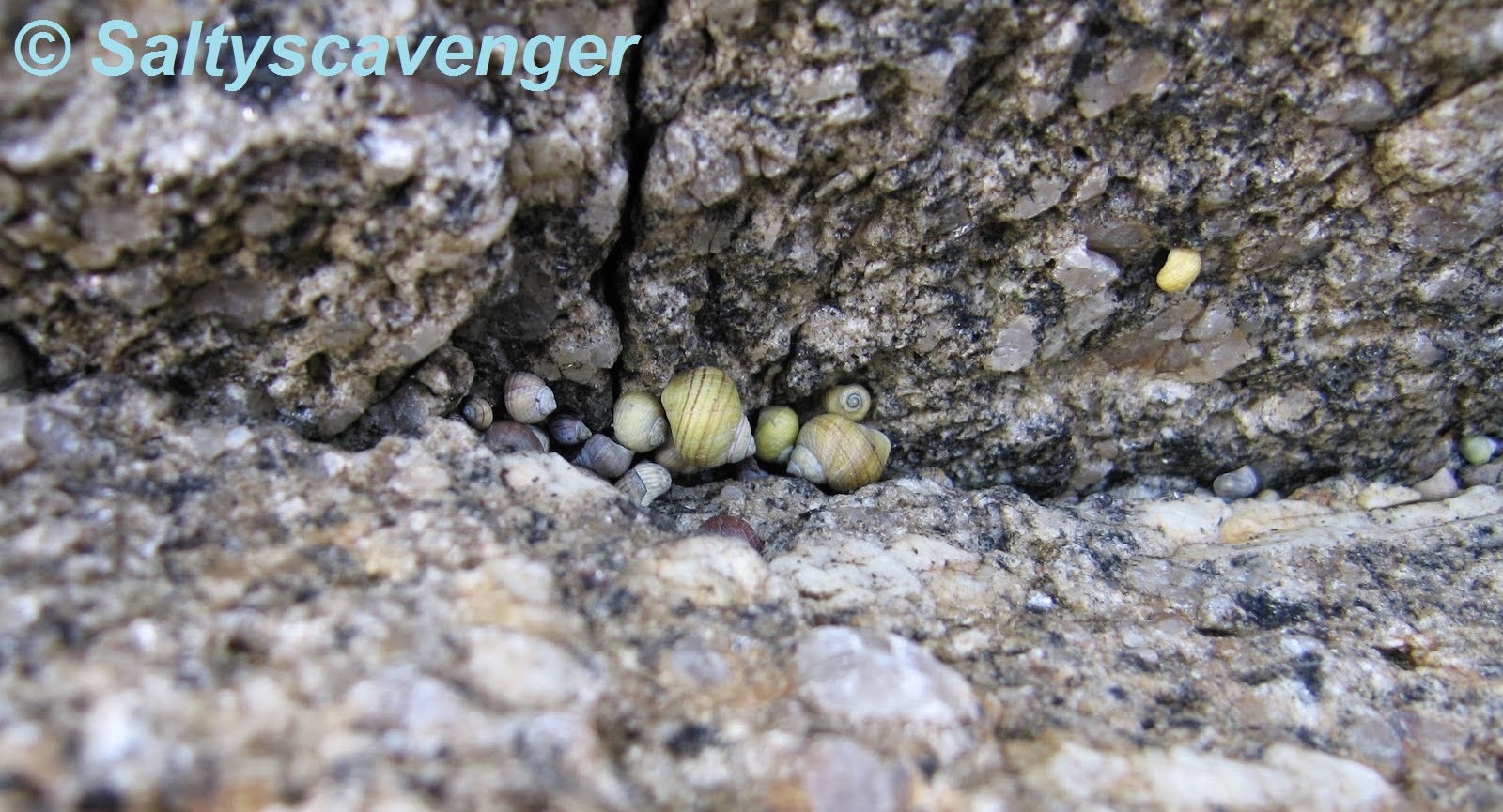 Rock Pooling: Examples of high energy littoral rock habitats:
