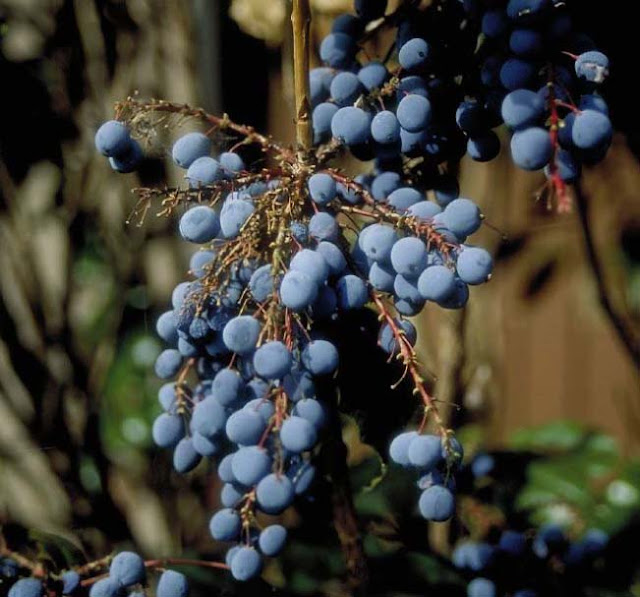 Beechwood Landscape Architecture and Construction: Oregon Holly Grape ...