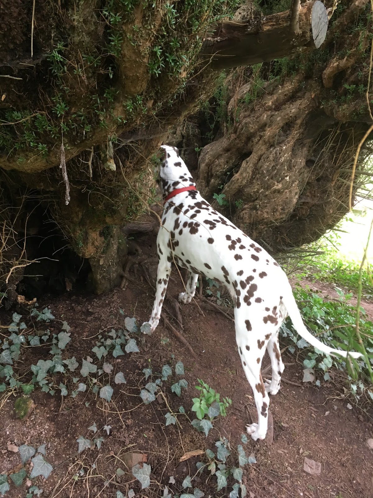 The History Girls: The Defynnog Yew, a remarkable tree! by Katherine ...