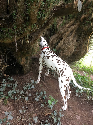 The History Girls: The Defynnog Yew, a remarkable tree! by Katherine ...