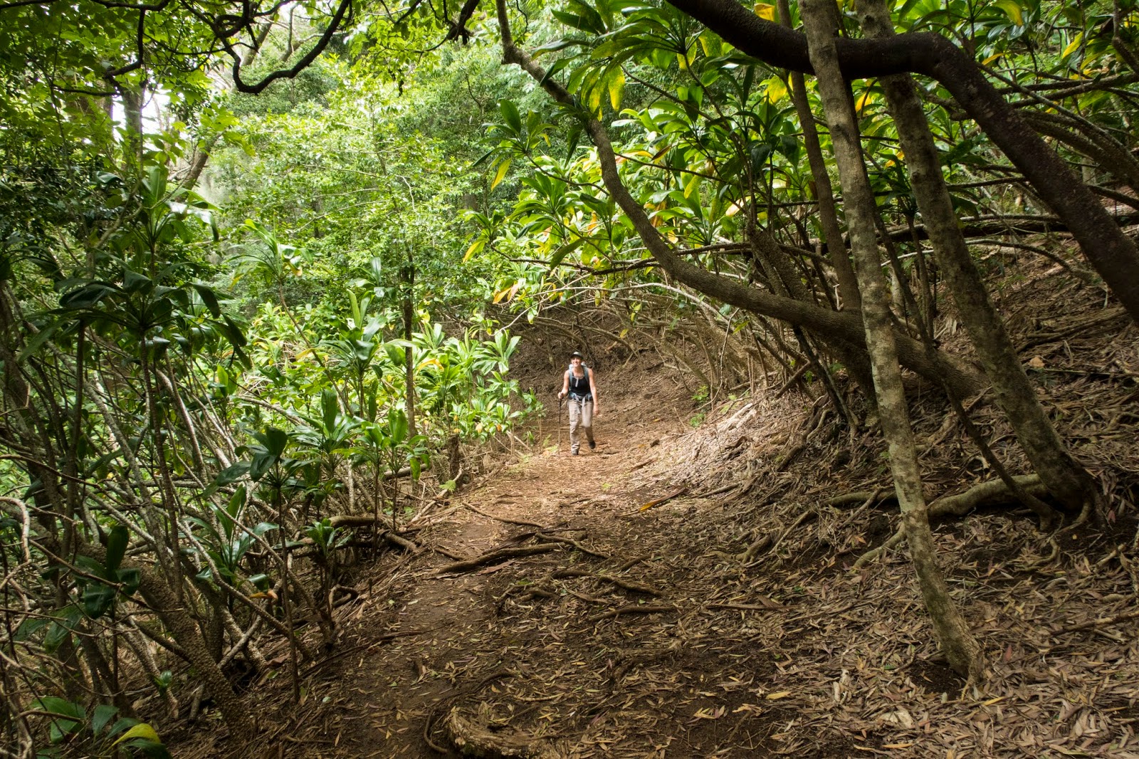 MULIWAI TRAIL TO WAIMANU VALLEY. BIG ISLAND, HAWAII - ADAM HAYDOCK