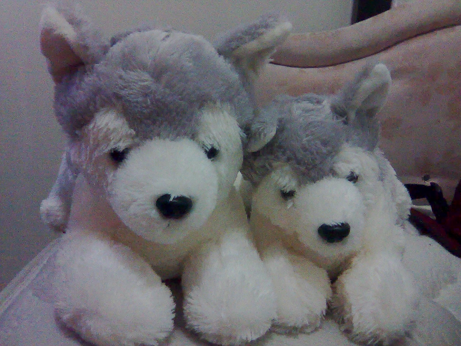 Everything: Koleksi Boneka Serigala atau Siberian Husky