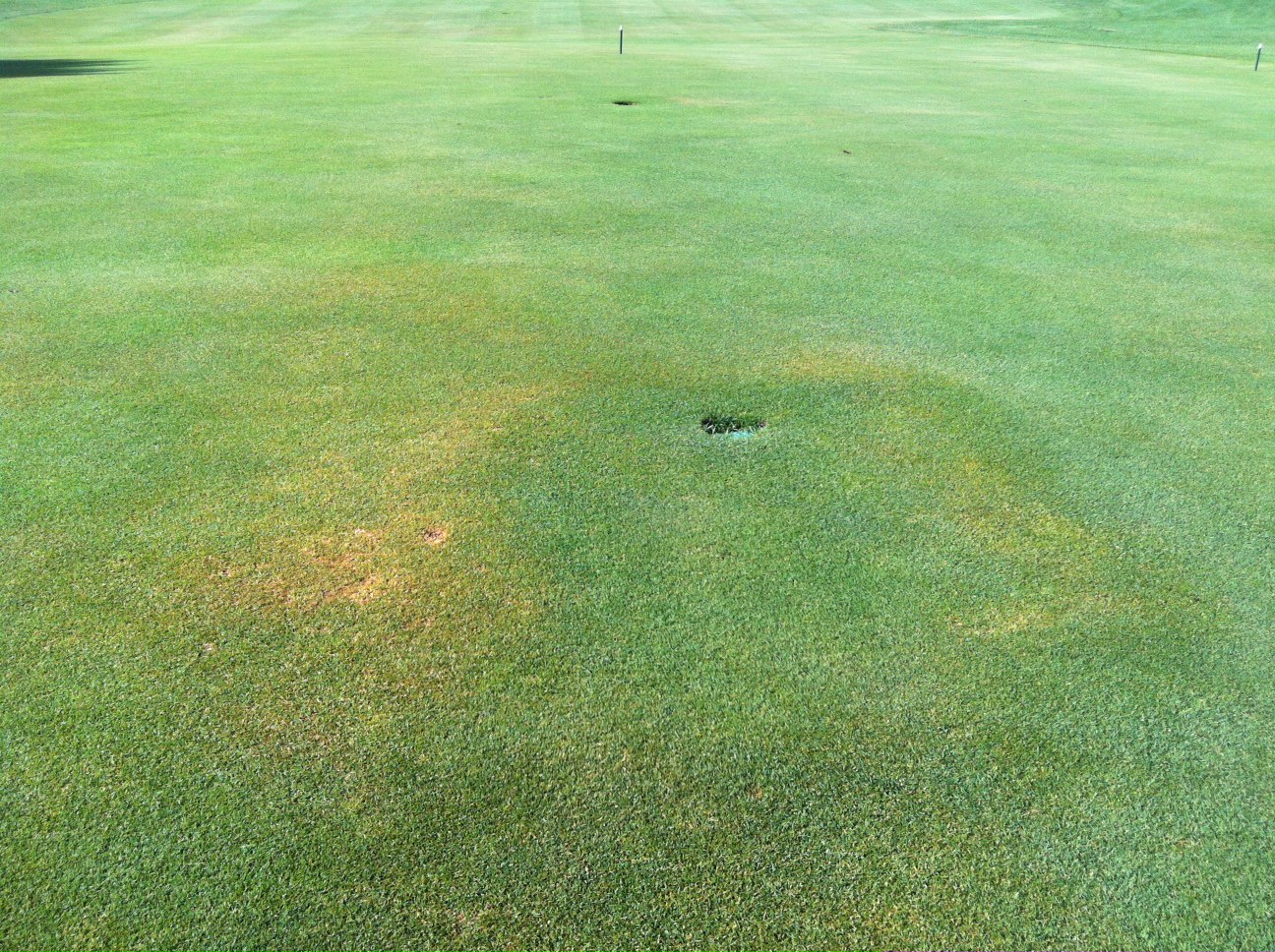 The World of Turf: Golf course soils