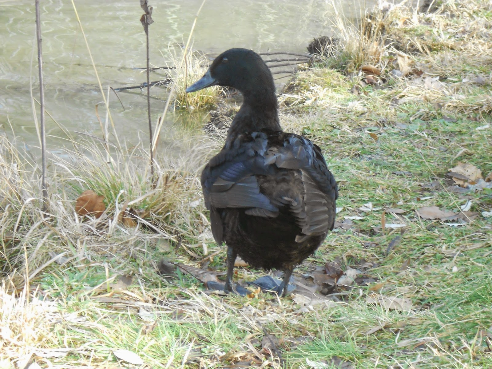 Shady Grove Farm West Virginia - Ducks, Clucks and Gobblers