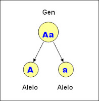 BIOLOGIA III: GENÉTICA MENDELIANA