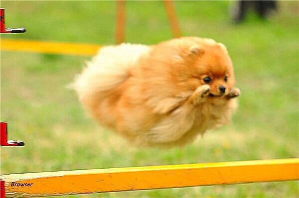 Funny Pomeranian Puppies : Flying Dog Pictures - PetLOL