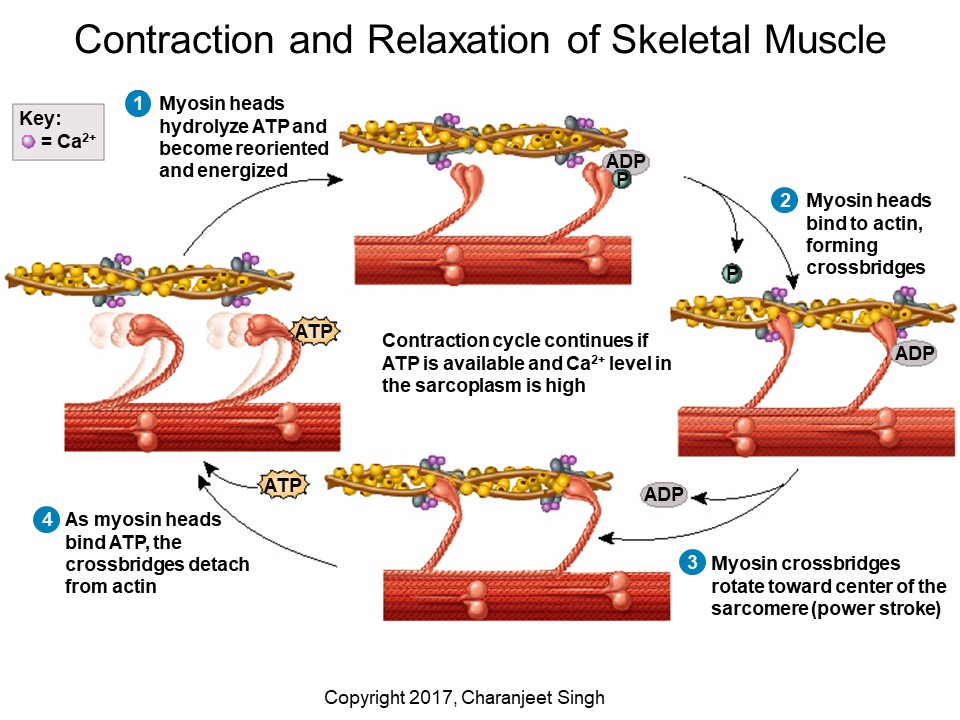 Organization of skeletal muscle, Physiology of muscle contraction ...