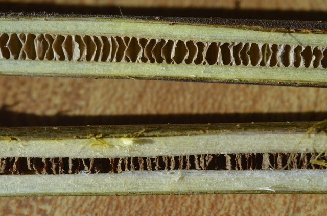 Wild Burlington: Dichotomous key (IV) - Pith