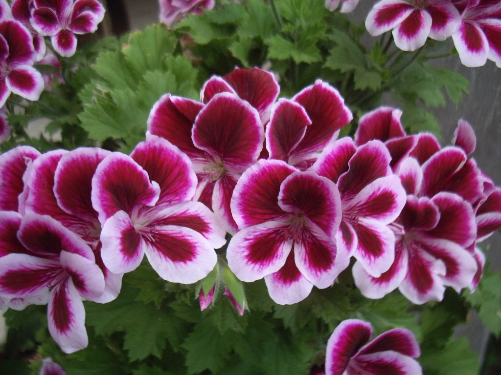 Flores y árboles: Geranio