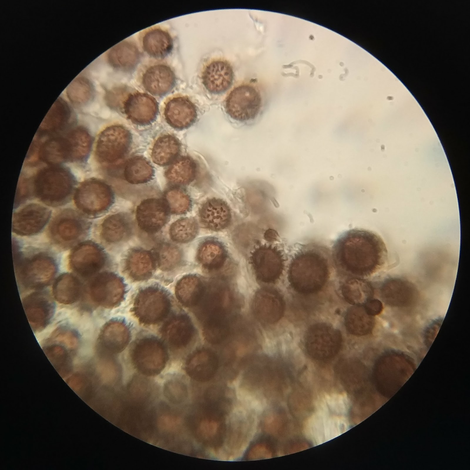 Misidentifying Fungi: Summer Fungi at Burton & Chingford Ponds