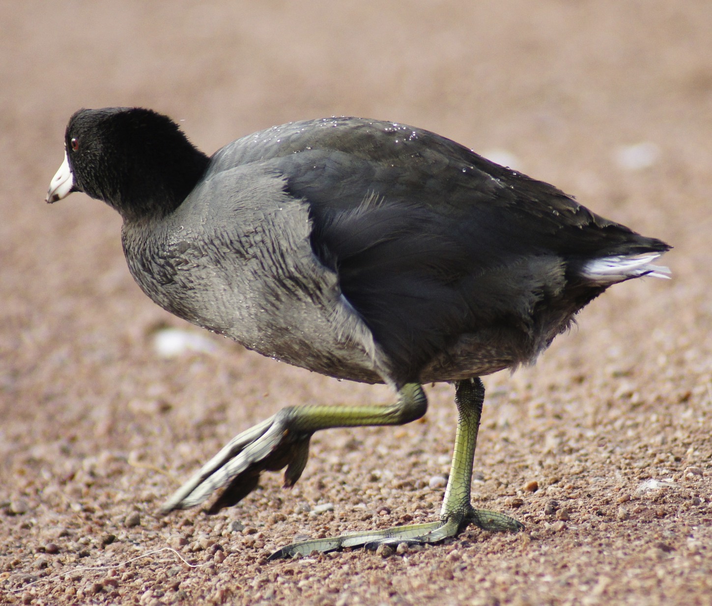 Butler's Birds: American Coot