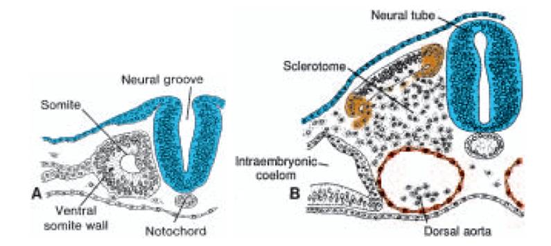 EMBRIOLOGI TULANG | D.A. Fakhrina