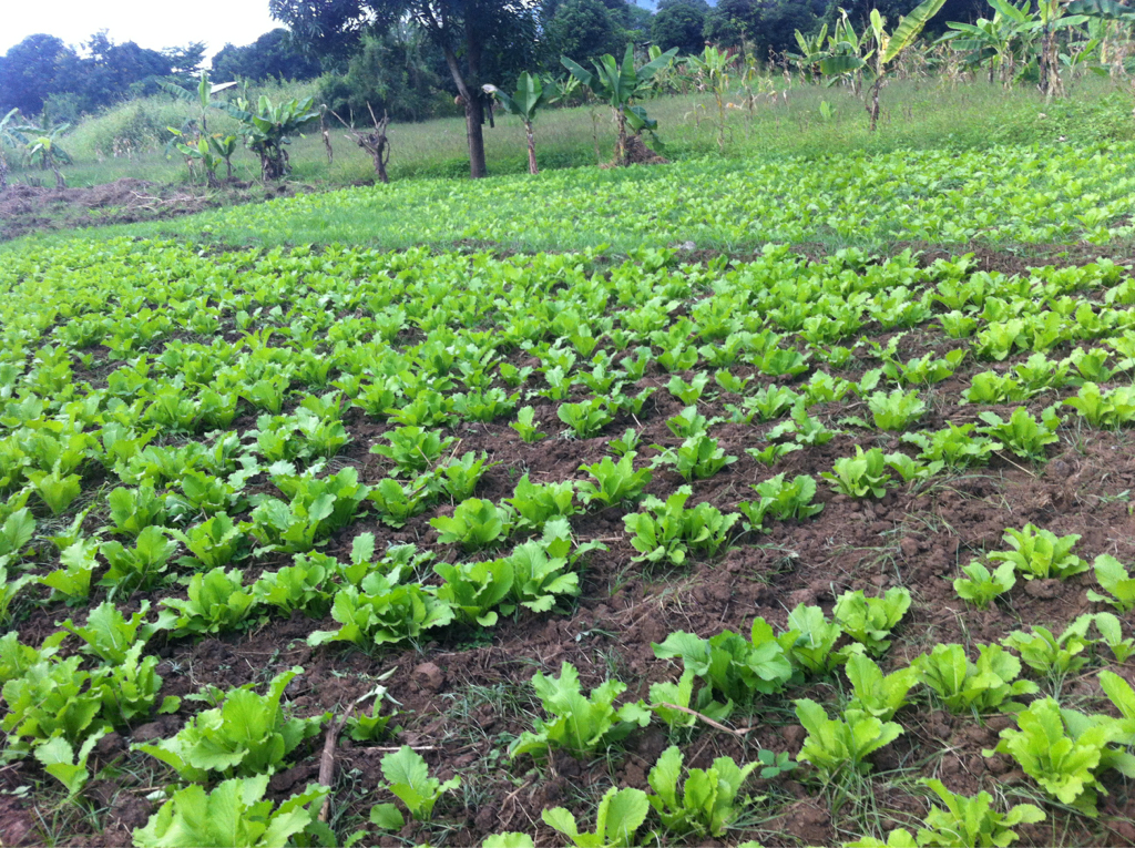 Mbinu Nzuri Cha Kilimo za Mboga - Kilimo Hai