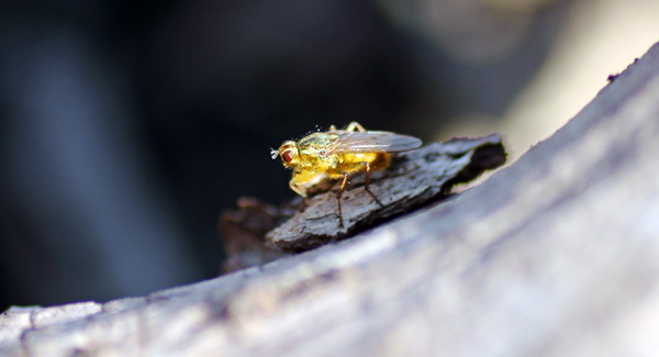 MObugs: Golden Dung Fly