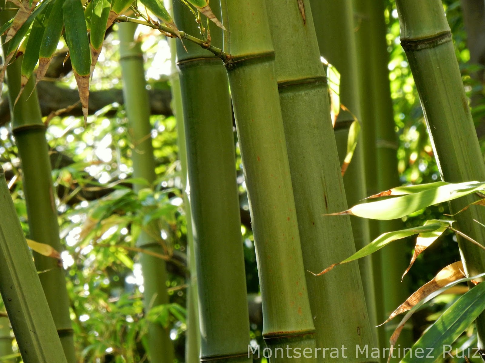 BAMBÚ, PHYLLOSTACHYS - BOTÀNIC SERRAT