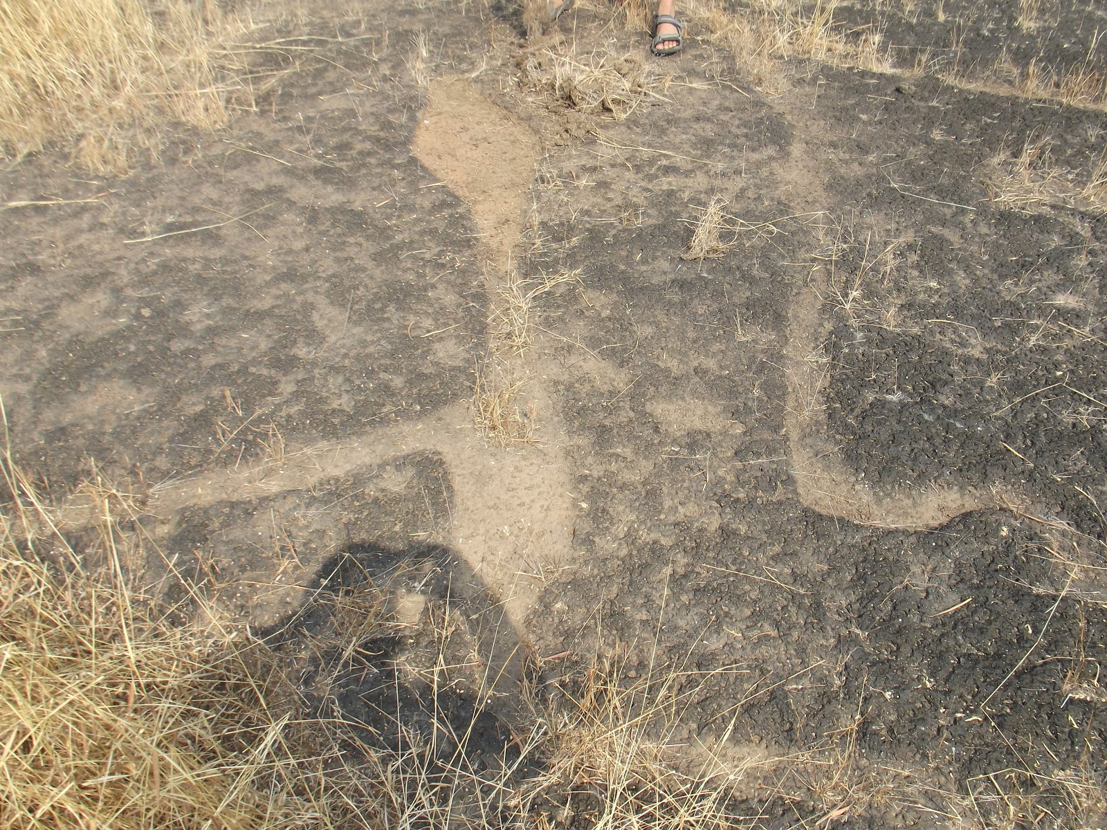 डोंगर भाऊ ( Dongar Bhau ): Offbeat Kokan गुढरम्य कातळशिल्प (Rock art ...