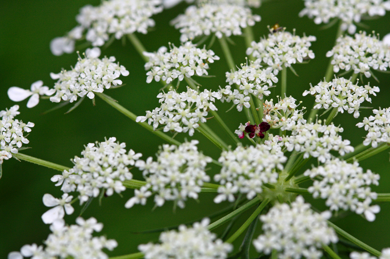 moments de partage: Fleurs de carottes sauvages...