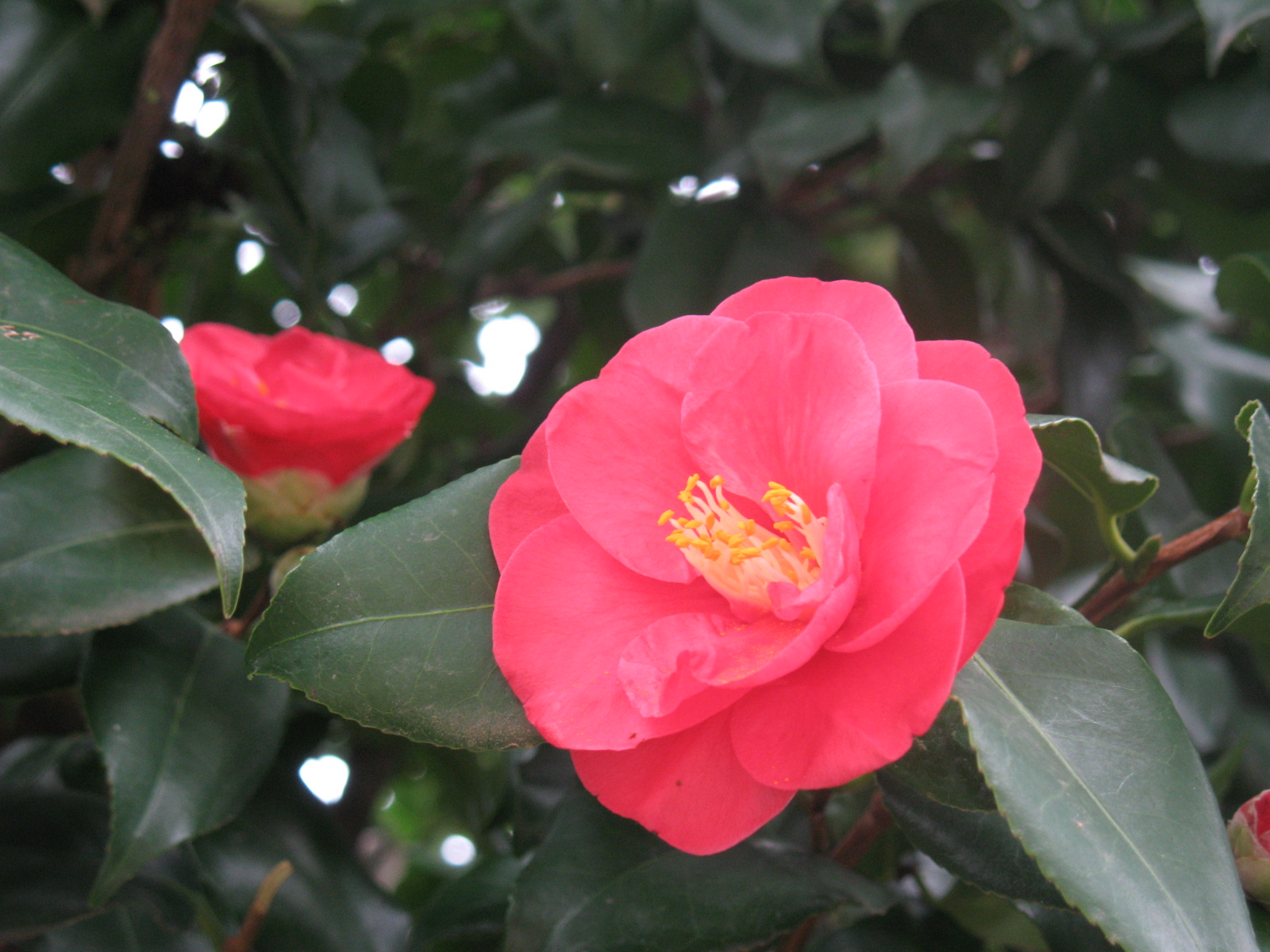 Jurnal de gradina: Camelii