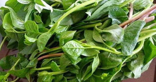 Welcome To My Nook: Alugbati A Common green leafy Vegetable in the ...