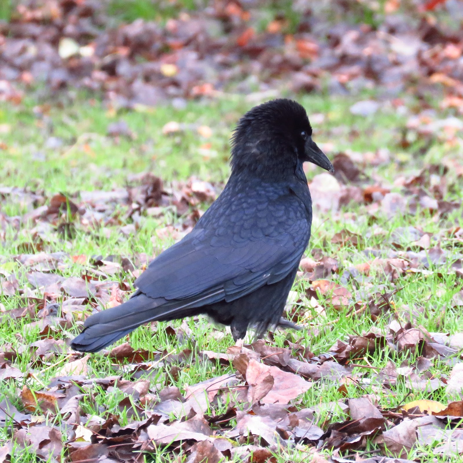The Rattling Crow: The bristle head crows