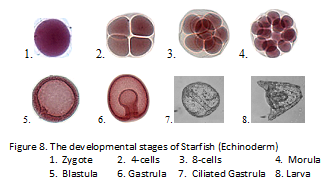 Blastula Starfish