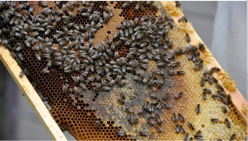 Mobeelity: La Loque Européenne (en Suisse)