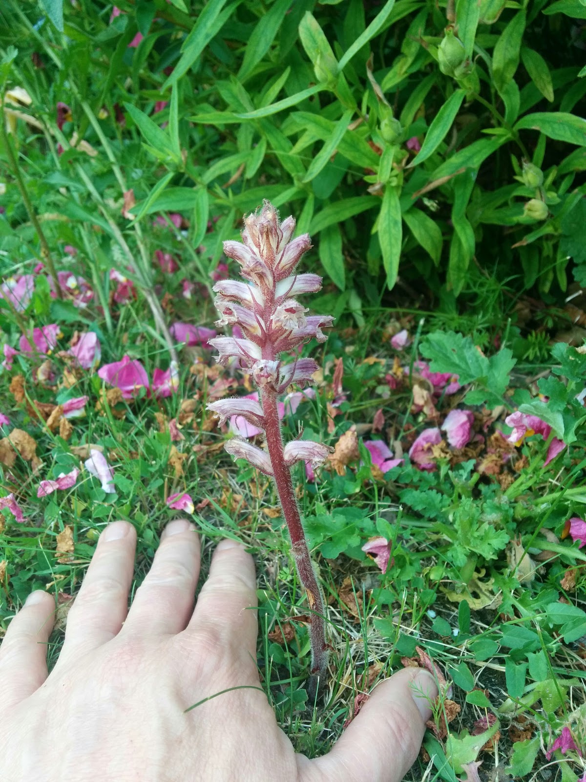 Wild Life: Common Broomrape