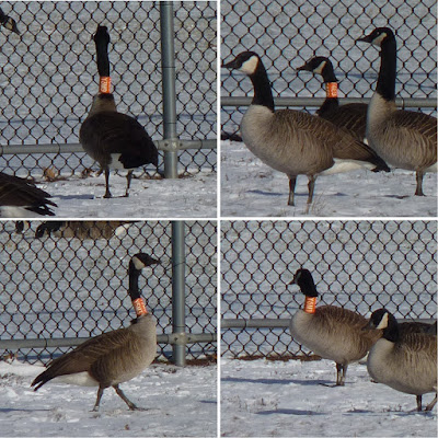 Dendroica: Banded Birds